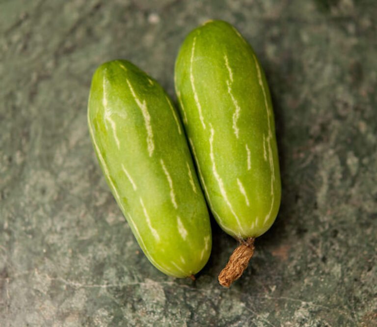 Tindora - Ivy Gourd - Benefits, Nutrition, Recipe - Medhya Herbals