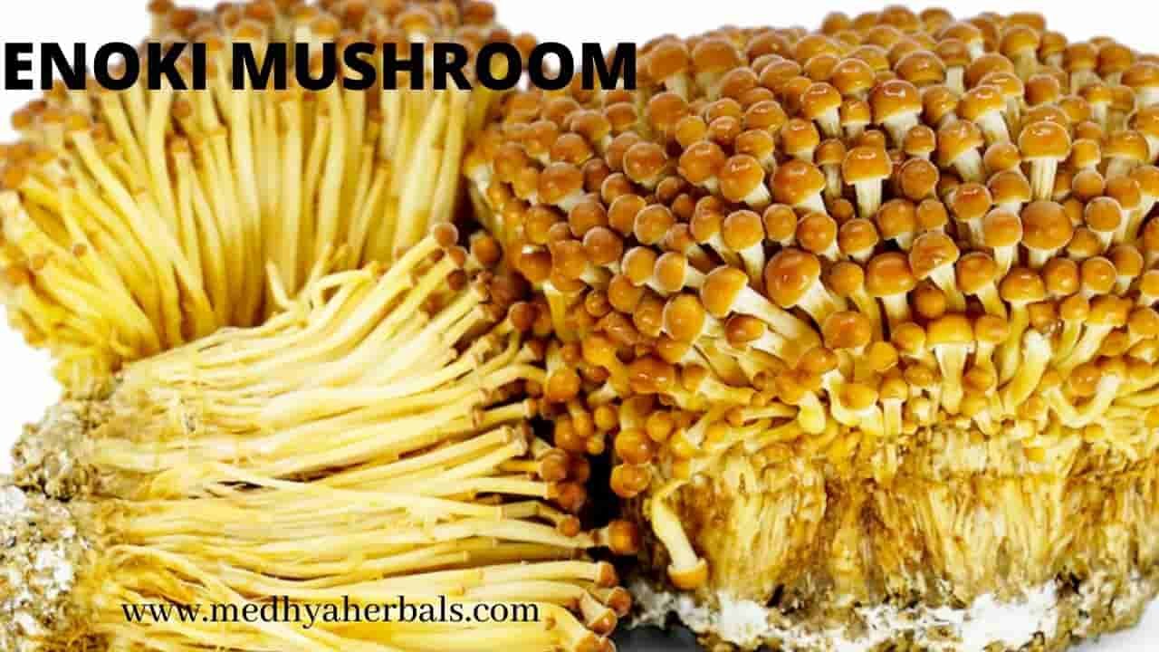 Enoki Mushroom Benefits, Nutrition, Recipe - Medhya Herbals