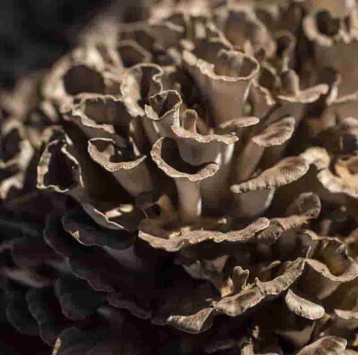 Maitake Mushroom: A powerful Immune Booster and Adaptogen: Benefits