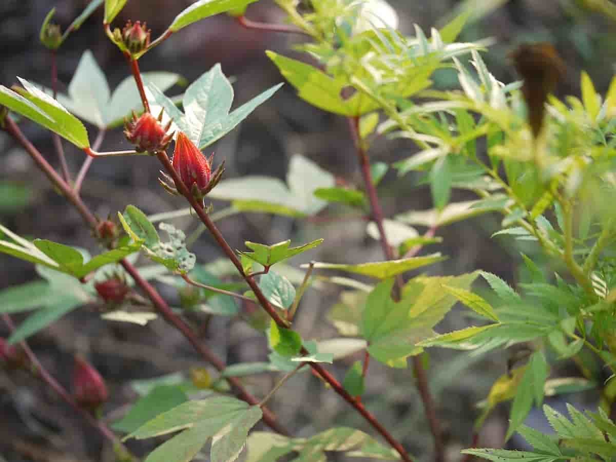 15 Gongura Leaves benefits for Liver, Heart and Immunity (with Recipes)